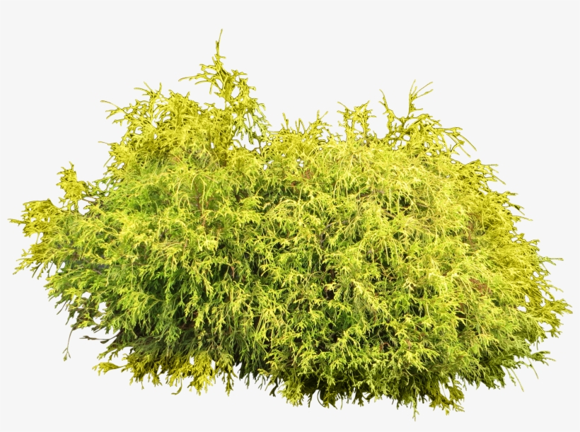 Bush Png PNG Image | Transparent PNG Free Download on SeekPNG