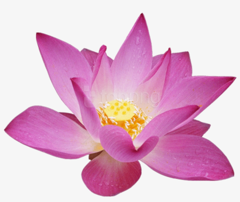 Lotus Flower Transparent Background PNG Image | Transparent PNG Free ...