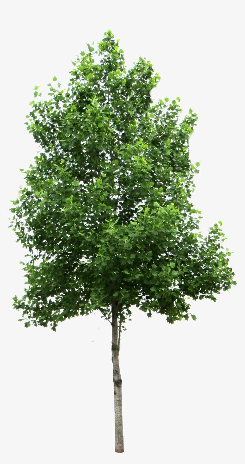 Tree Png - Transparent Tree Png PNG Image | Transparent PNG Free ...