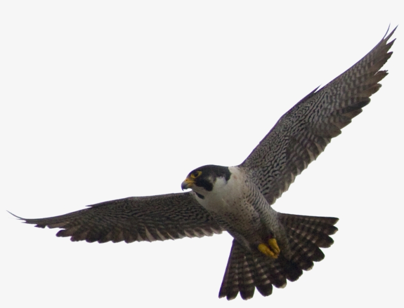 Download Go To Image - Peregrine Falcon Png | Transparent PNG Download ...