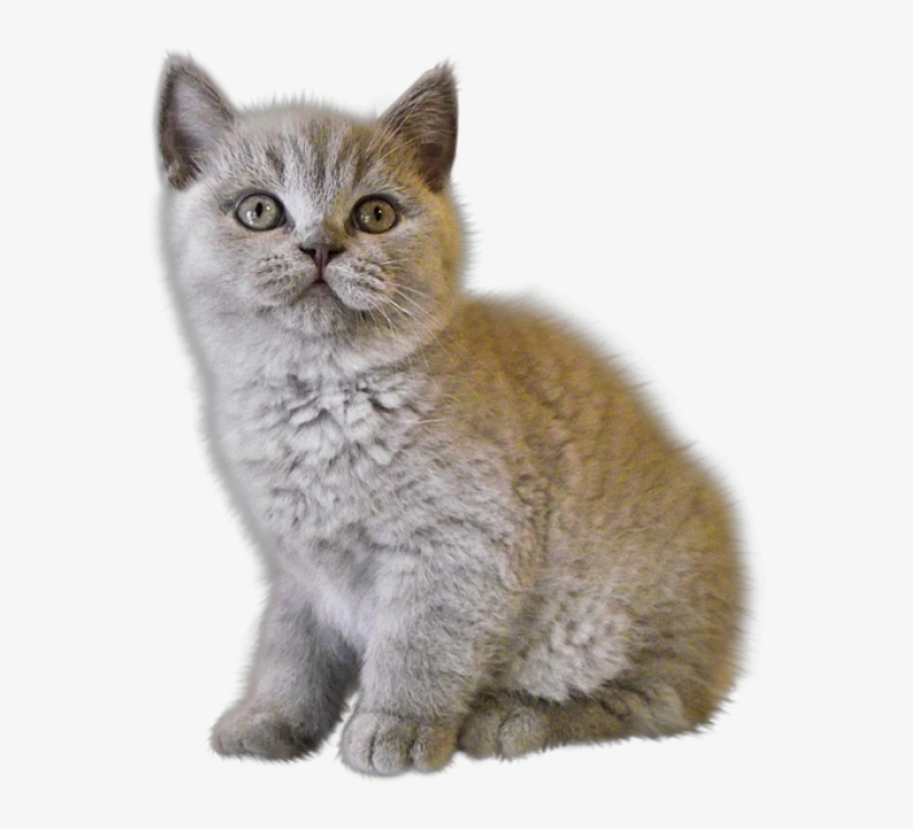 Cute Photo Editor Frame PNG Image | Transparent PNG Free Download on ...