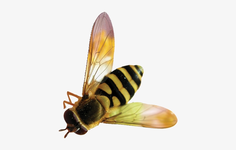 Download Download Vector Bee - Bee With No Background | Transparent PNG ...