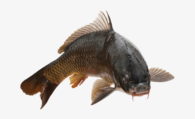 Download Common Carp Fish No Background Transparent Png Image - Fish On ...