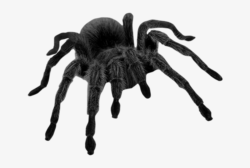 Spider Png PNG Image | Transparent PNG Free Download on SeekPNG