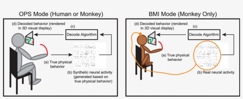 A Healthy Human Subject Or A Monkey Makes Real Arm - Schematic PNG ...