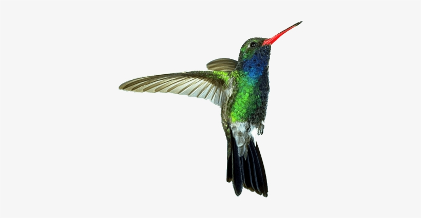 Hummingbird Red Green - Humming Bird Png PNG Image | Transparent PNG ...