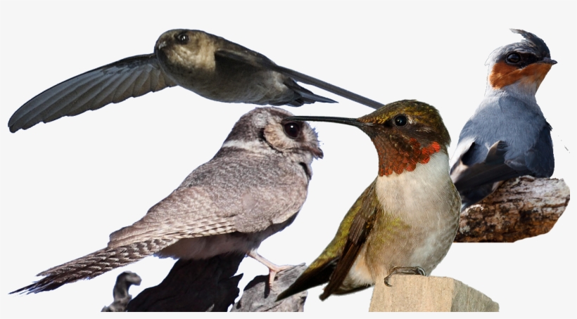Apodiformes Diversity - Jpeg PNG Image | Transparent PNG Free Download ...