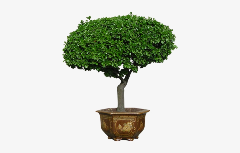 Print Photos - Tree Psd PNG Image | Transparent PNG Free Download on ...