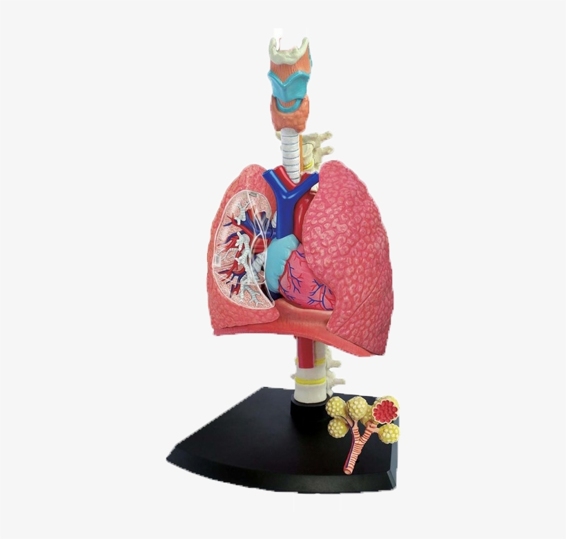 Image Alternative Text - Human Anatomy 4d Models PNG Image ...