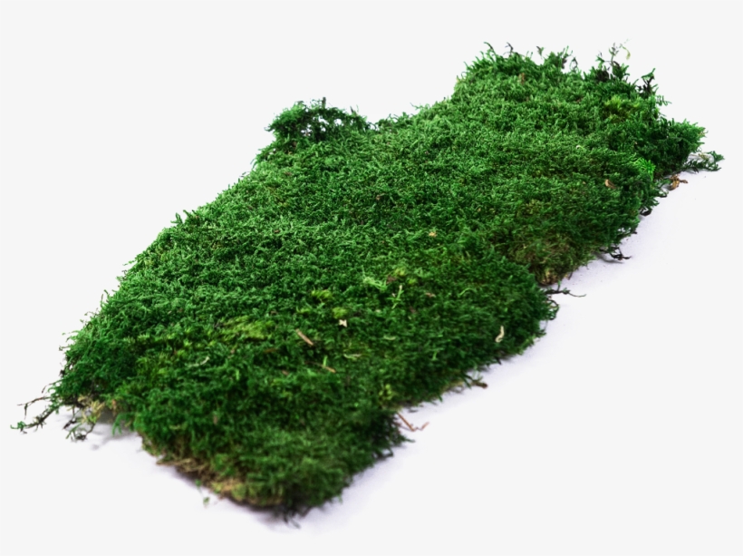 1 - Moss PNG Image | Transparent PNG Free Download on SeekPNG