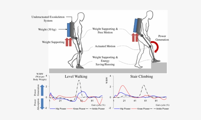Human Walking Cycle And Mechanical Concept Of The Proposed - Walk Cycle ...