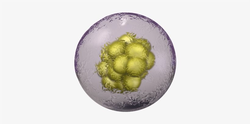 Body Cell Png - Common Myeloid Progenitor Cells Hd PNG Image ...