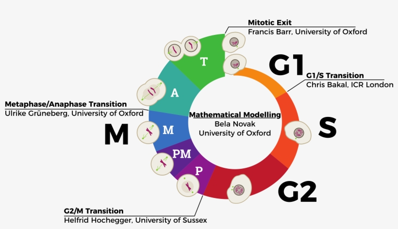 During Human Development And Growth, Cells Must Proliferate - Cell ...