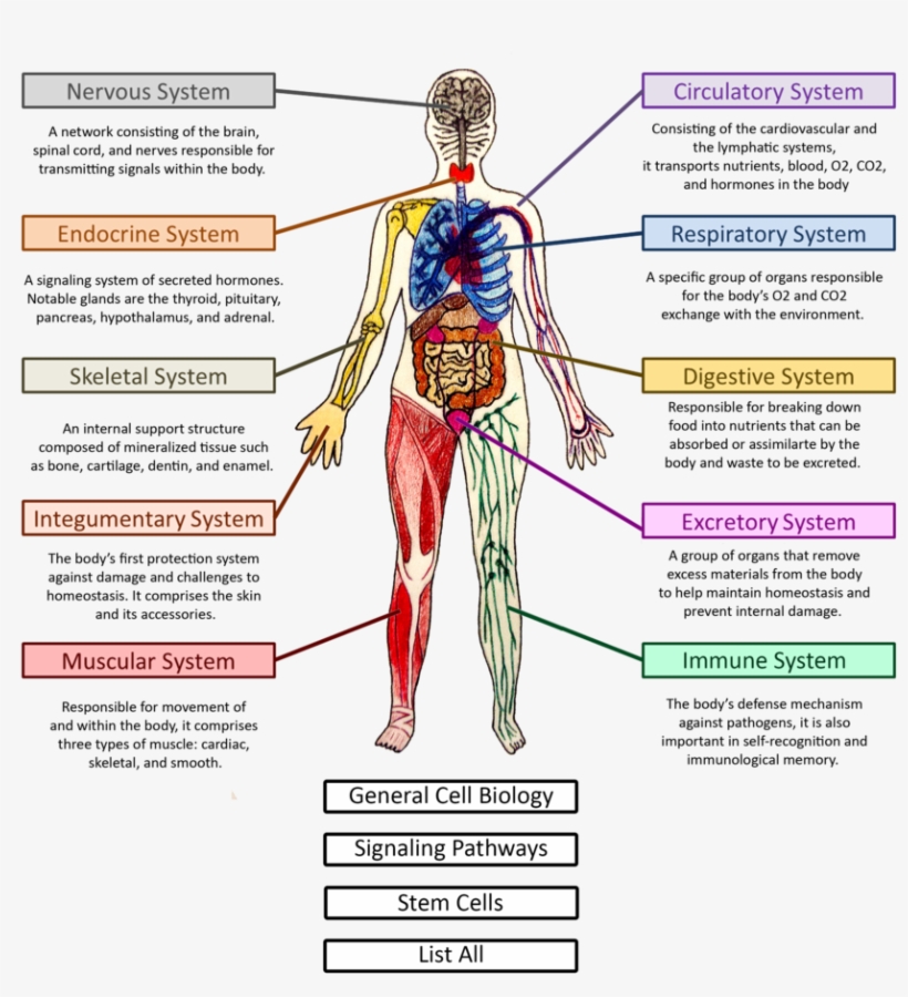 Body Systems - Human PNG Image | Transparent PNG Free Download on SeekPNG
