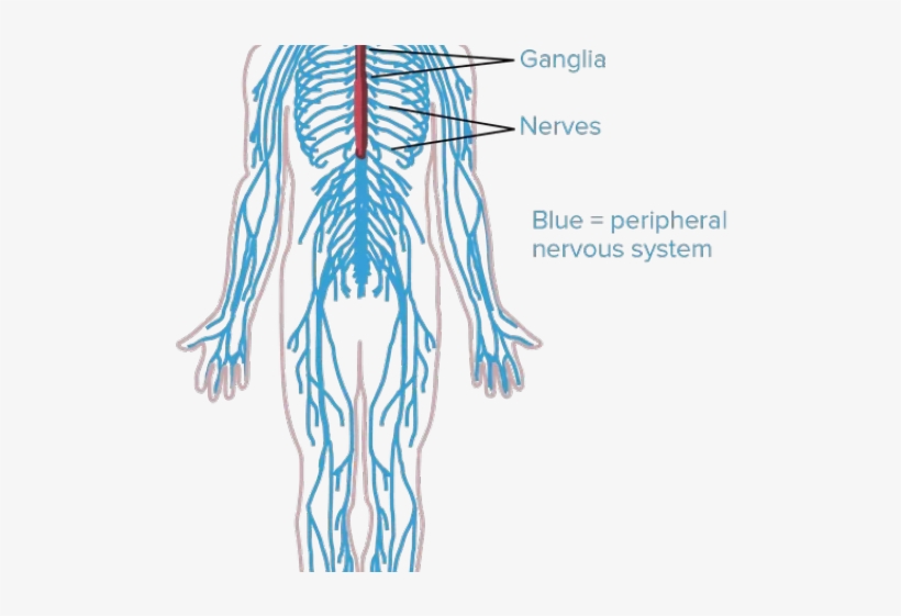 Nerves Clipart Human Body Cell - Nervous System In Human Bo PNG Image ...