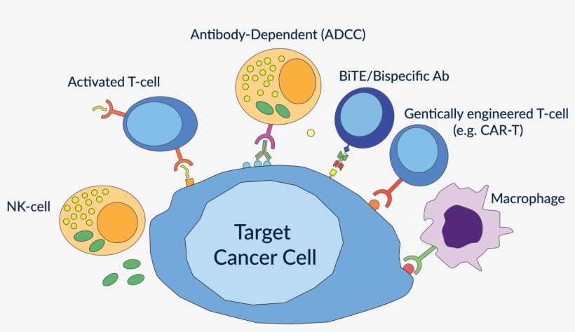 Immuno Killing Cells Bite Small - Antibody Dependent Cell Mediated ...