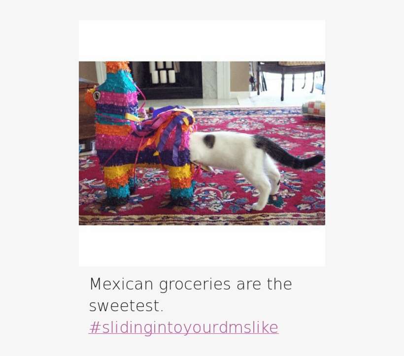 Download Cats, Latinos, And Pinata - Cute Animals With Funny Sayings ...
