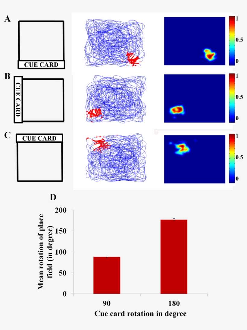 Place Cells Anchor To Visual Cue - Science PNG Image | Transparent PNG ...