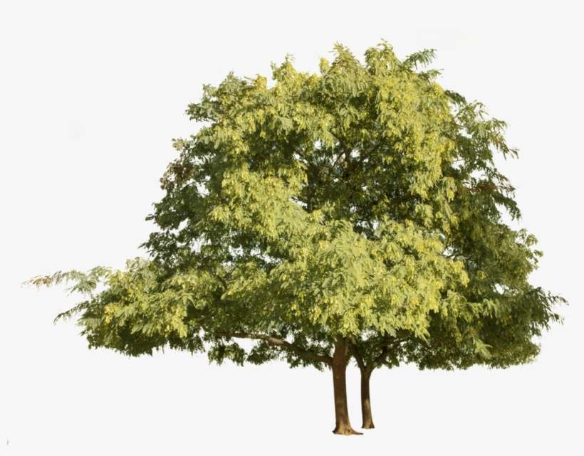 Tipuana Tipu Group - Tipa Png PNG Image | Transparent PNG Free Download ...