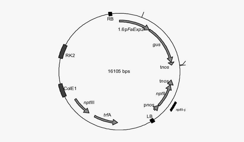 Schematic Representation Of The Binary Vector Used Circle Png Image
