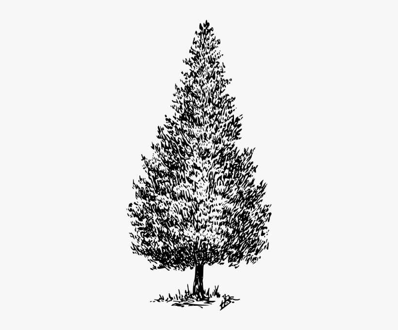 Simple Cedar Tree Drawing