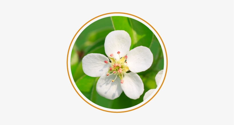 Download Apple Blossom - Copyleft | Transparent PNG Download | SeekPNG