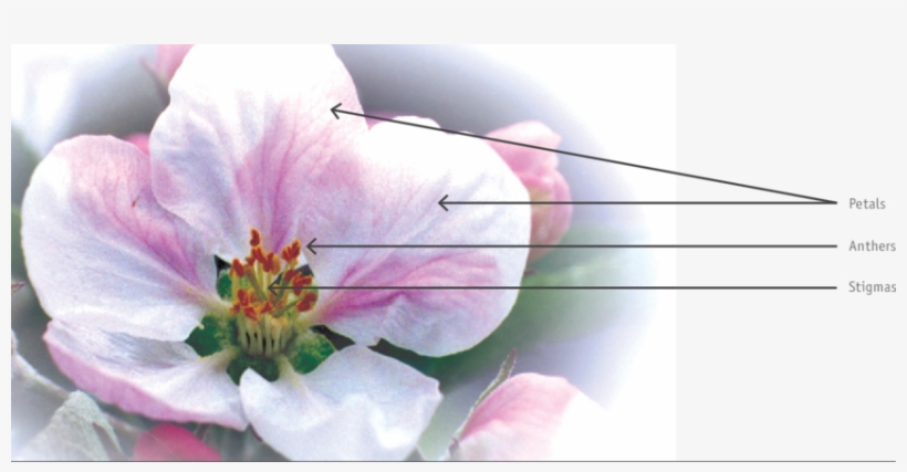 A Typical Apple Flower, Showing The Major External - Apple Flower PNG ...