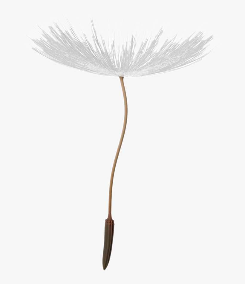 Dandelion Png PNG Image | Transparent PNG Free Download on SeekPNG