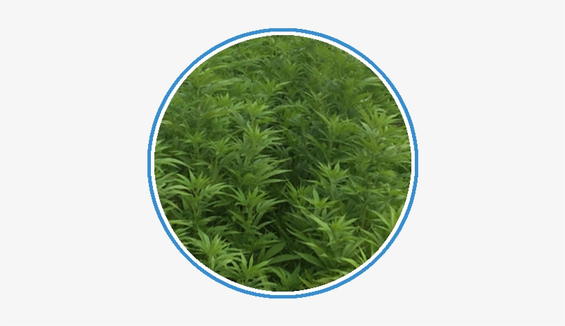 The Hemp Plant - Hemp PNG Image | Transparent PNG Free Download on SeekPNG