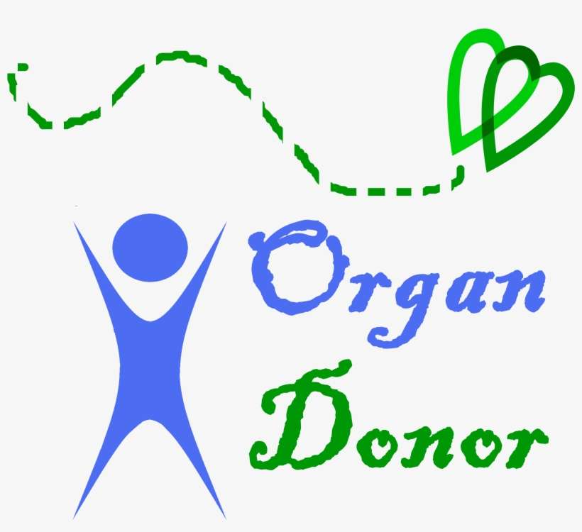 Download Organs Clipart Organ Donor - Organ Donor Saved My Son's Yard ...