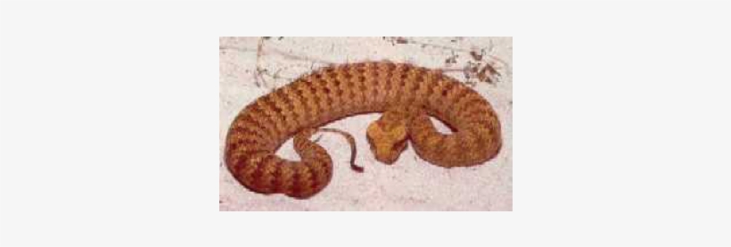 Death Adder - Acanthophis PNG Image | Transparent PNG Free Download on ...