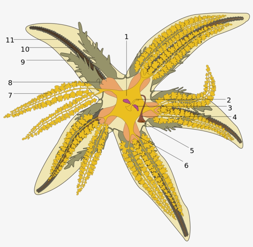Diagram Of Starfish Anatomy - Stomaco Stella Marina PNG Image ...