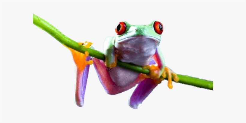 Animales - Red Eyed Tree Frog Png PNG Image | Transparent PNG Free ...