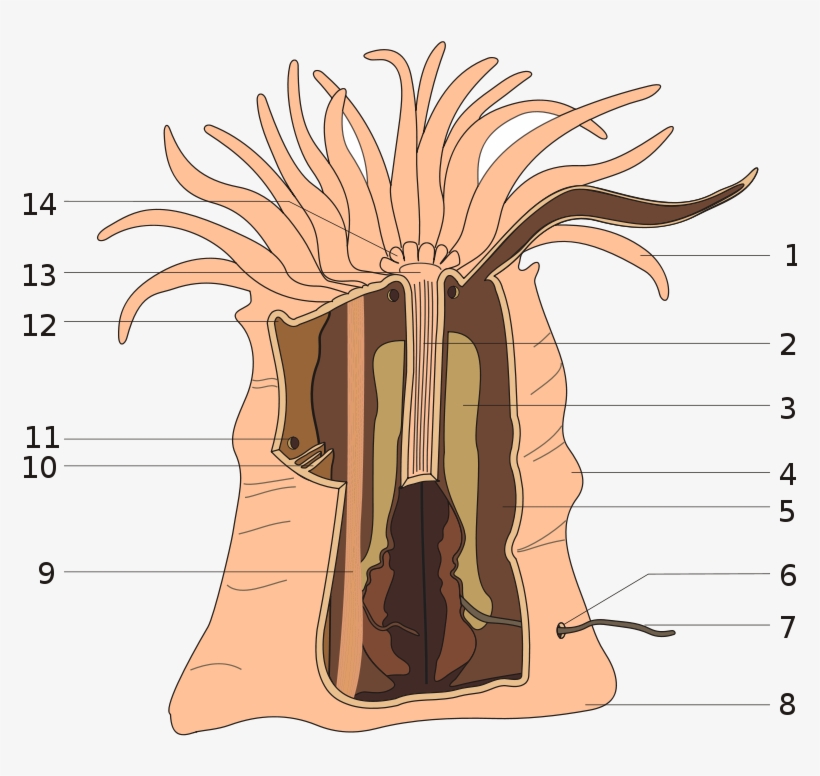fig - 3 - 28 - Anatomy Of - Anemone Anatomy PNG Image | Transparent PNG ...