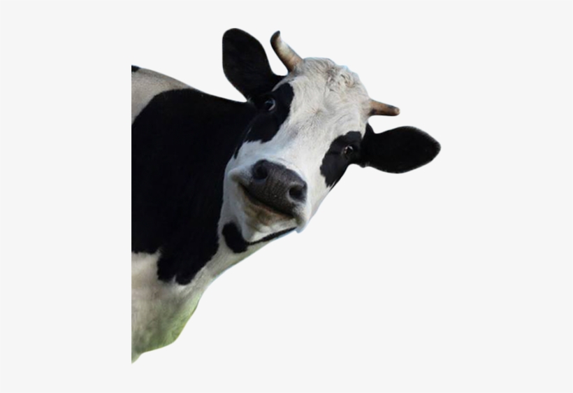 Funny Cow Isolated On A White Background PNG Image | Transparent PNG ...