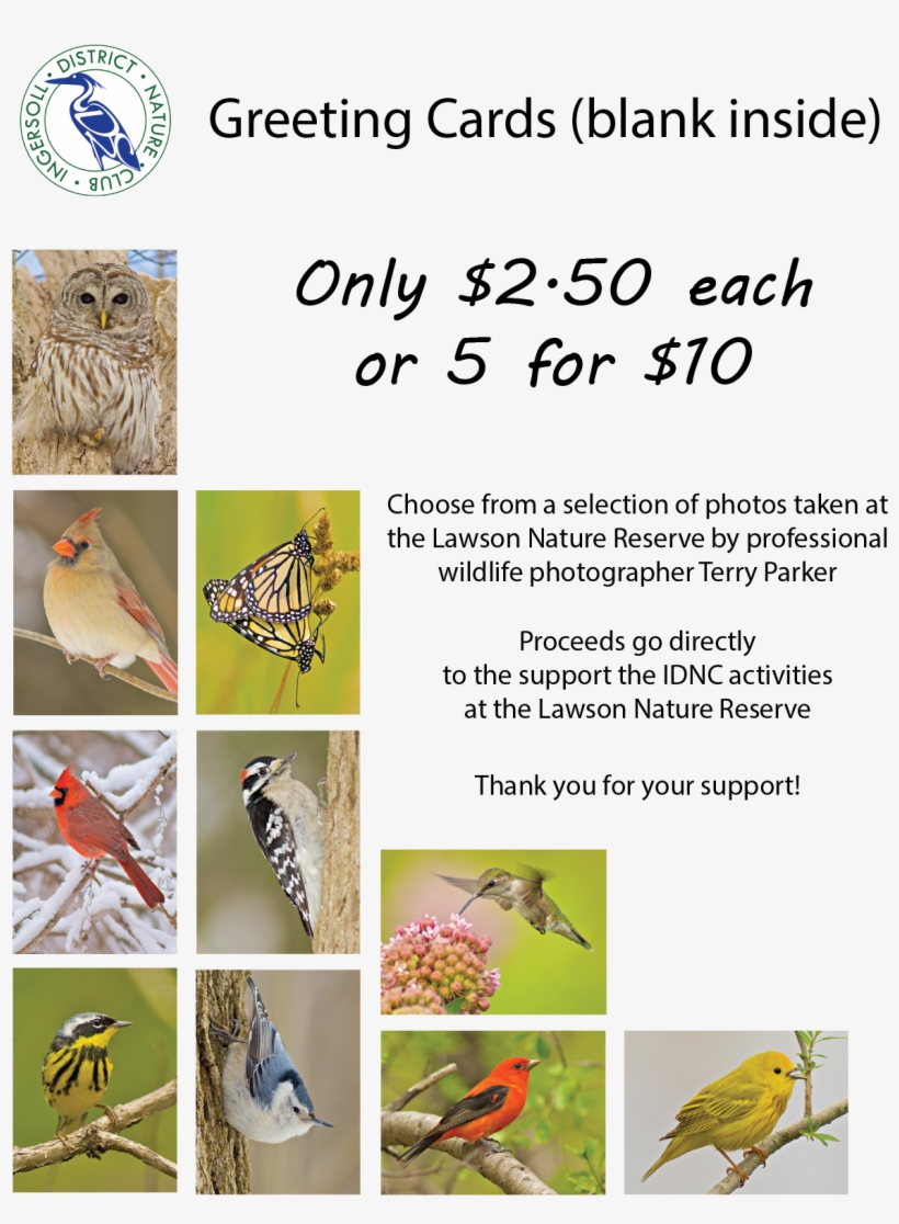 Idnc Greetcard Display 150dpi-01 - Old World Flycatcher PNG Image ...