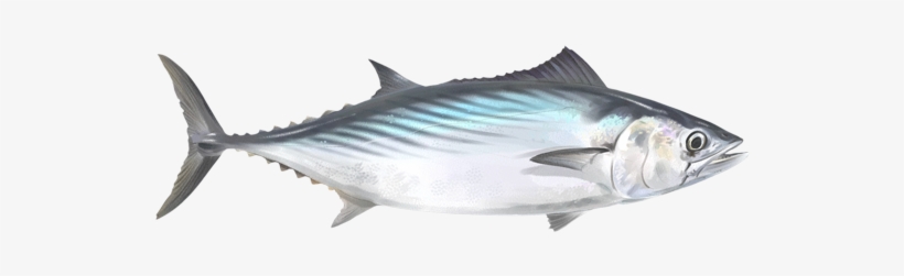 Bonito - Pez Bonito PNG Image | Transparent PNG Free Download on SeekPNG