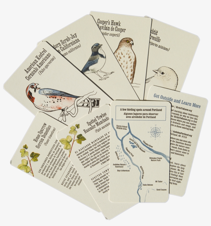Bilingual Flashcards - Birds To Know PNG Image | Transparent PNG Free ...