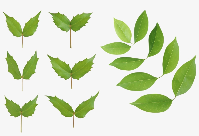 Green Leaves Png Image - Privet PNG Image | Transparent PNG Free ...