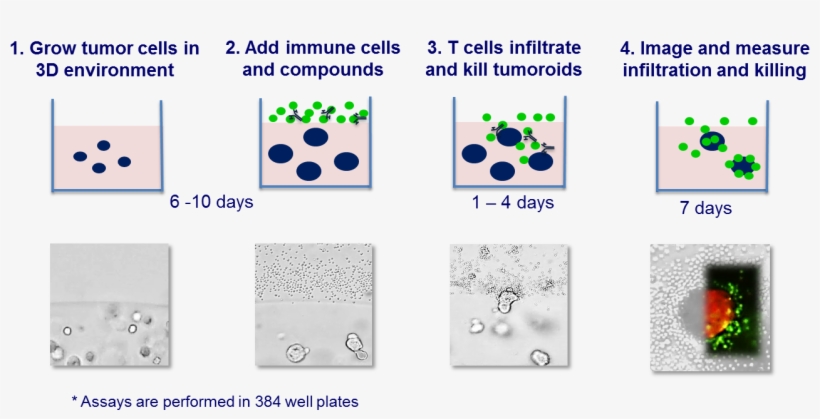 Pbmcs From Healthy Donors Are The Source Of Immune - Immune Cell Co ...
