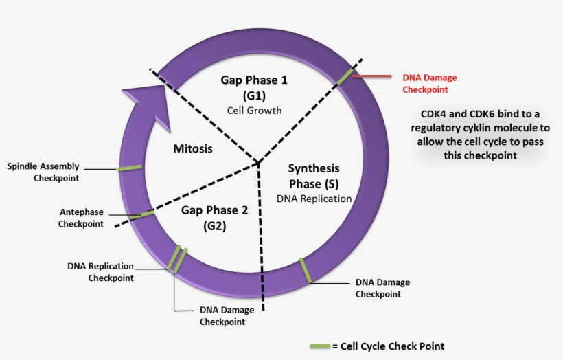 Cell Cycle Controls - G1 Phase PNG Image | Transparent PNG Free ...