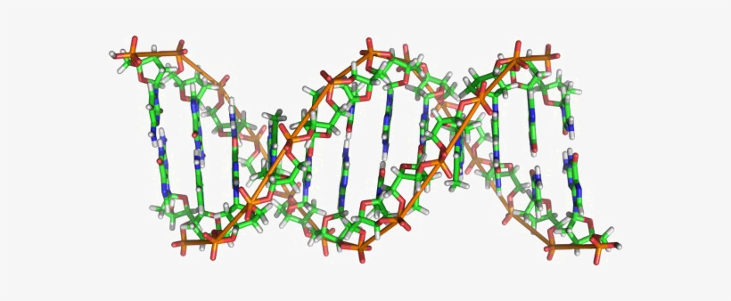 Dna Transparent Png - Dna Png PNG Image | Transparent PNG Free Download ...