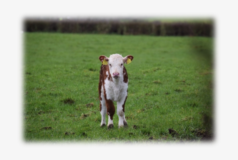 Cow - Calf PNG Image | Transparent PNG Free Download on SeekPNG