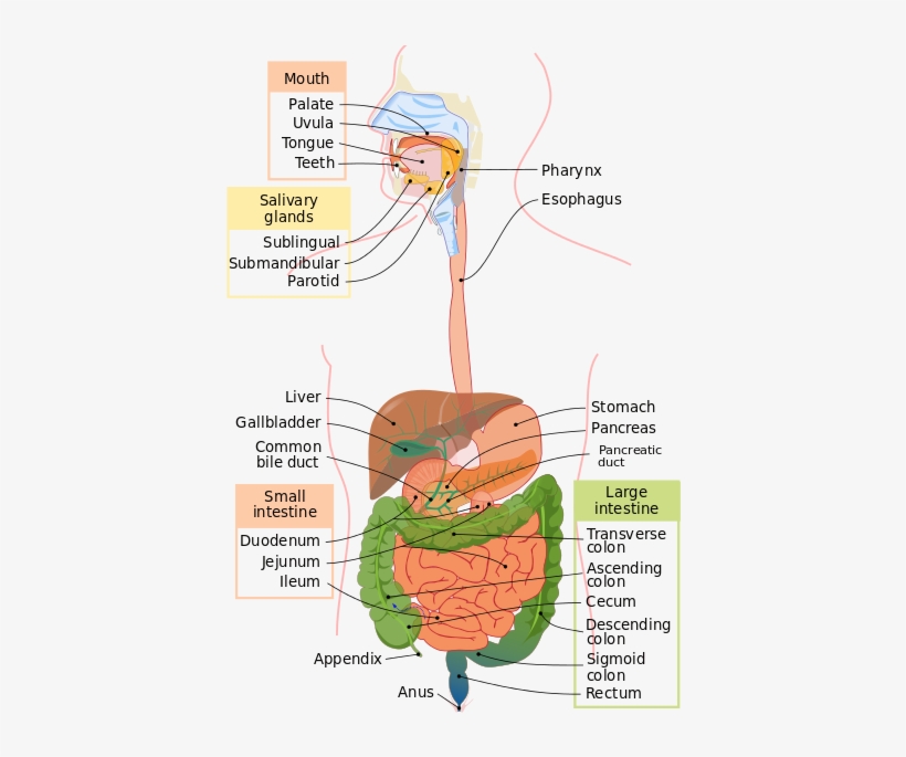 Download Lower Gi Tract - Digestive System Diagram | Transparent PNG ...