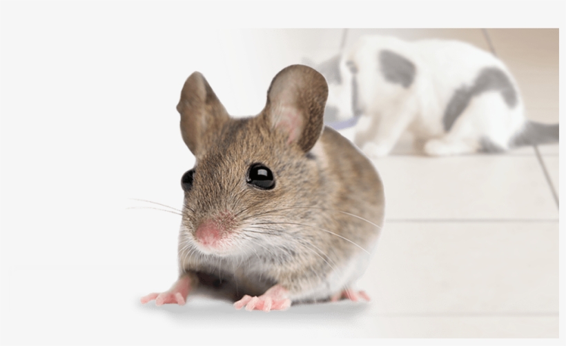 Missouri Mouse PNG Image | Transparent PNG Free Download on SeekPNG