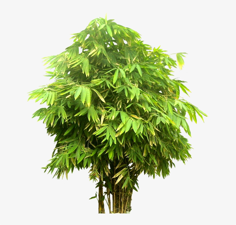 Download Bamboo Stick Png Download - Tree Psd | Transparent PNG ...