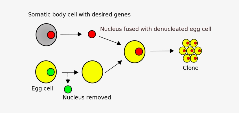 Somatic Cell Diagram