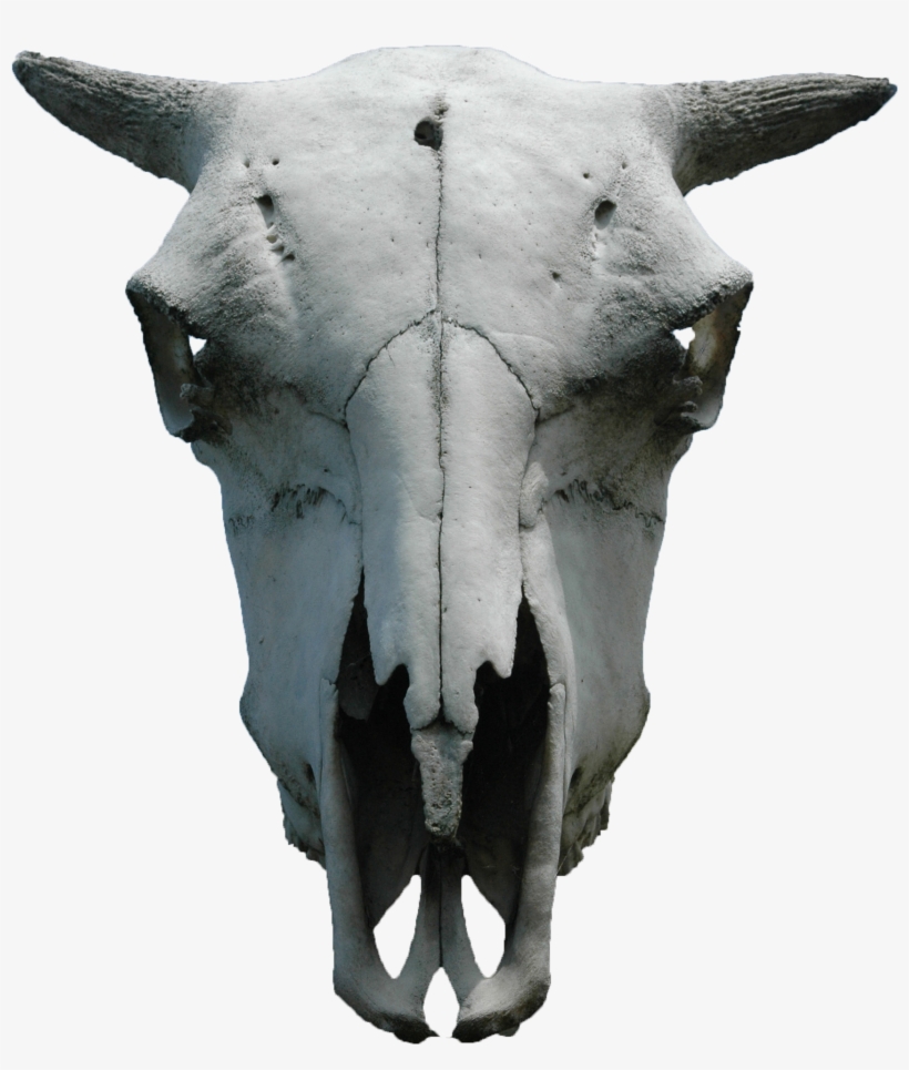 Animal Skull - Animal Skull Png PNG Image | Transparent PNG Free ...