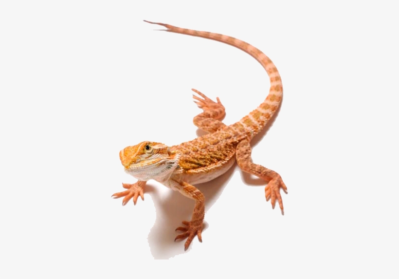 Bearded Dragon Png Clipart - Bearded Dragon Png PNG Image | Transparent ...