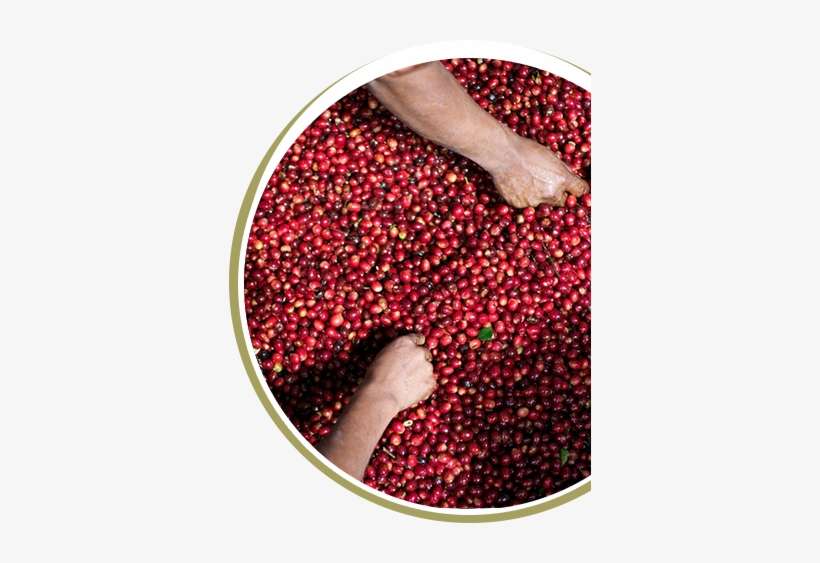 Our Coffee Philosophy - Philosophy PNG Image | Transparent PNG Free ...